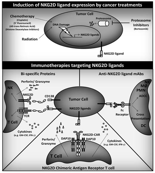 NKG2D ligands as therapeutic targets | Cancer Immunity | American ...