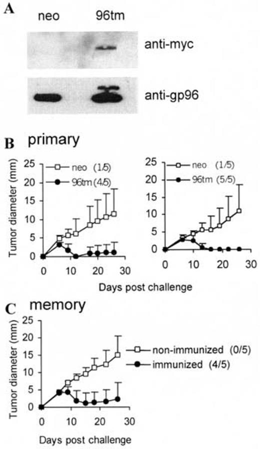 Cell surface expression of heat shock protein gp96 enhances cross ...