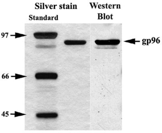 Cross-presentation of human melanoma peptide antigen MART-1 to CTLs ...