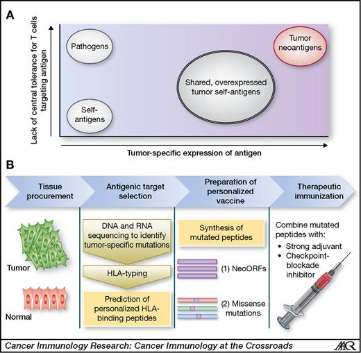Getting Personal with Neoantigen-Based Therapeutic Cancer Vaccines ...
