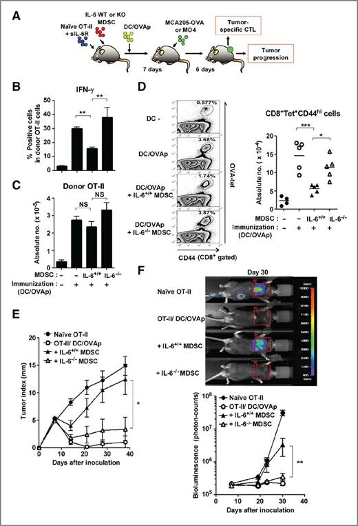 Myeloid-Derived Suppressor Cells Attenuate TH1 Development through IL-6 ...