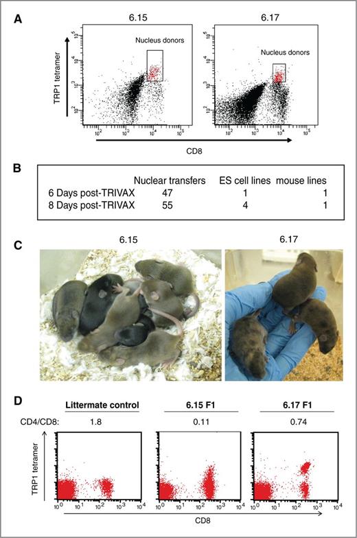 Transnuclear TRP1-Specific CD8 T Cells with High or Low Affinity TCRs ...