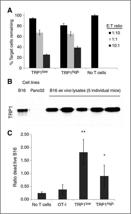 Transnuclear TRP1-Specific CD8 T Cells with High or Low Affinity TCRs ...
