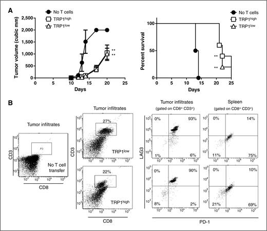 Transnuclear TRP1-Specific CD8 T Cells with High or Low Affinity TCRs ...