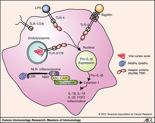 Innate Immune Cells in Inflammation and Cancer | Cancer Immunology ...