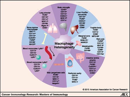 Macrophages: Gatekeepers of Tissue Integrity | Cancer Immunology ...