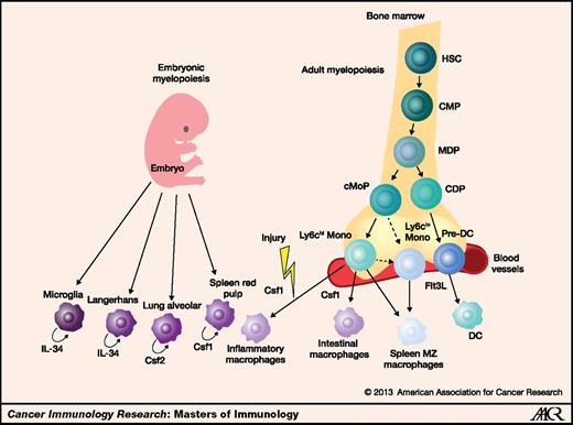 Macrophages: Gatekeepers of Tissue Integrity | Cancer Immunology ...