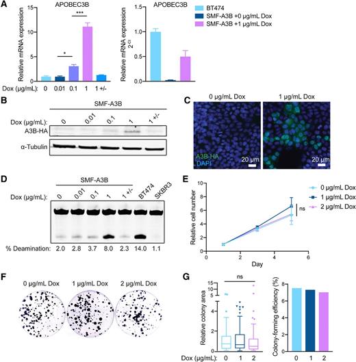 APOBEC Mutagenesis Inhibits Breast Cancer Growth through Induction of T ...