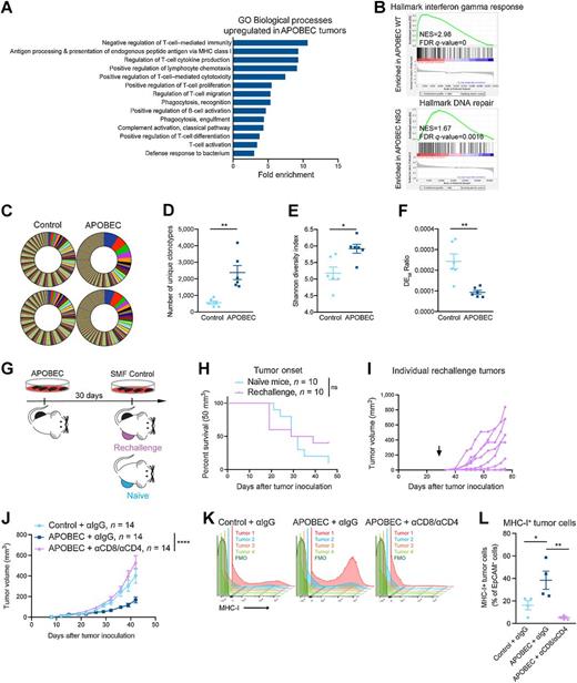 APOBEC Mutagenesis Inhibits Breast Cancer Growth through Induction of T ...