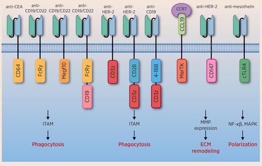 Cancer Immunotherapies Based on Genetically Engineered Macrophages ...