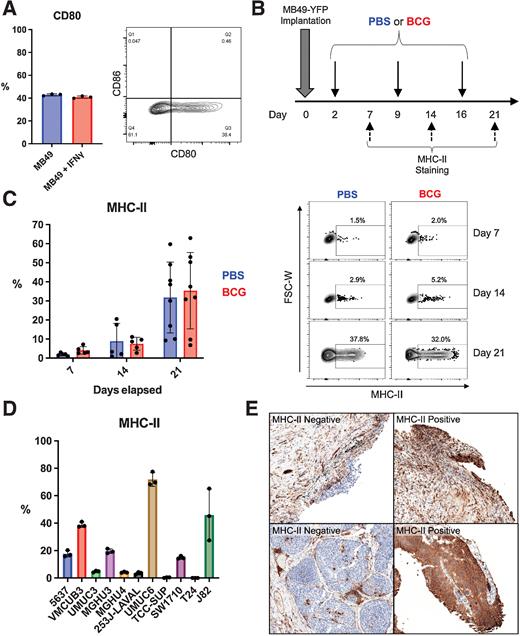 BCG-Induced Tumor Immunity Requires Tumor-Intrinsic CIITA Independent of MHC-II | Cancer ...