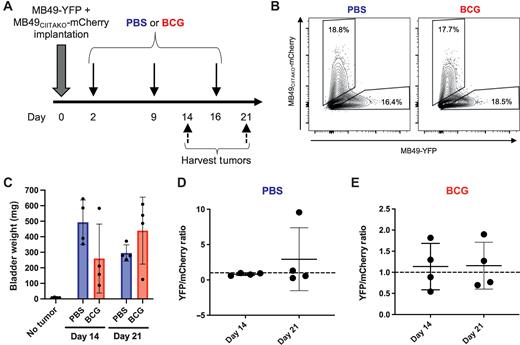 BCG-Induced Tumor Immunity Requires Tumor-Intrinsic CIITA Independent of MHC-II | Cancer ...