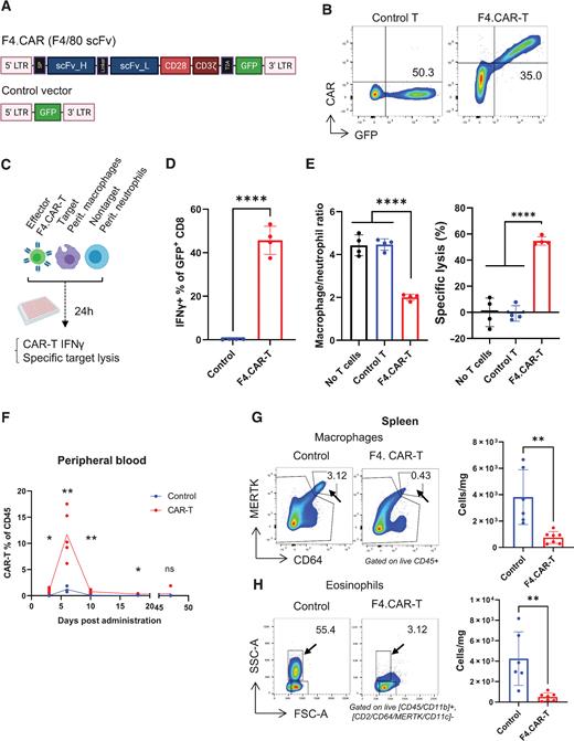 Targeting Macrophages with CAR T Cells Delays Solid Tumor Progression ...