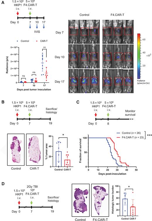 Targeting Macrophages with CAR T Cells Delays Solid Tumor Progression ...