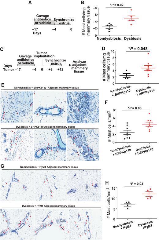 Reciprocal Interactions Between the Gut Microbiome and Mammary Tissue ...