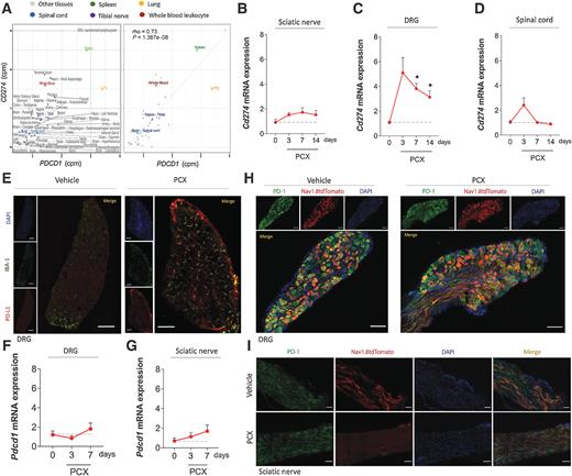 PD-1/PD-L1 Inhibition Enhances Chemotherapy-Induced Neuropathic Pain by ...