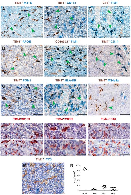 A Population of TIM4+FOLR2+ Macrophages Localized in Tertiary Lymphoid ...