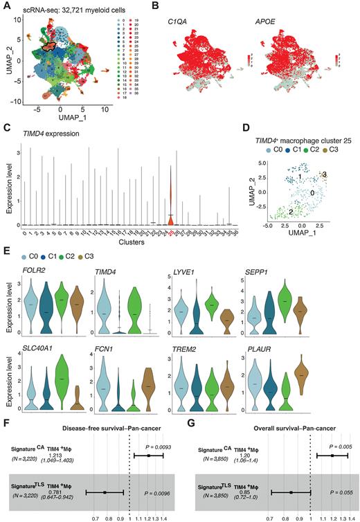 A Population of TIM4+FOLR2+ Macrophages Localized in Tertiary Lymphoid ...