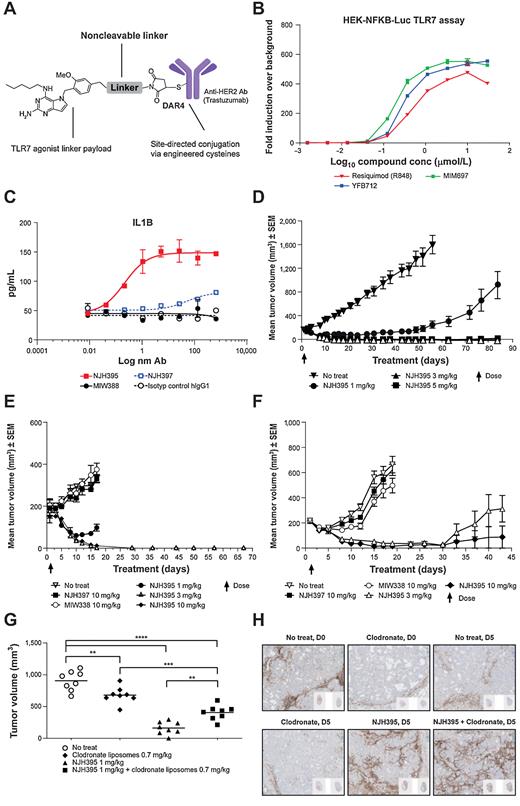 Preclinical Characterization and Phase I Study of an Anti–HER2-TLR7 ...