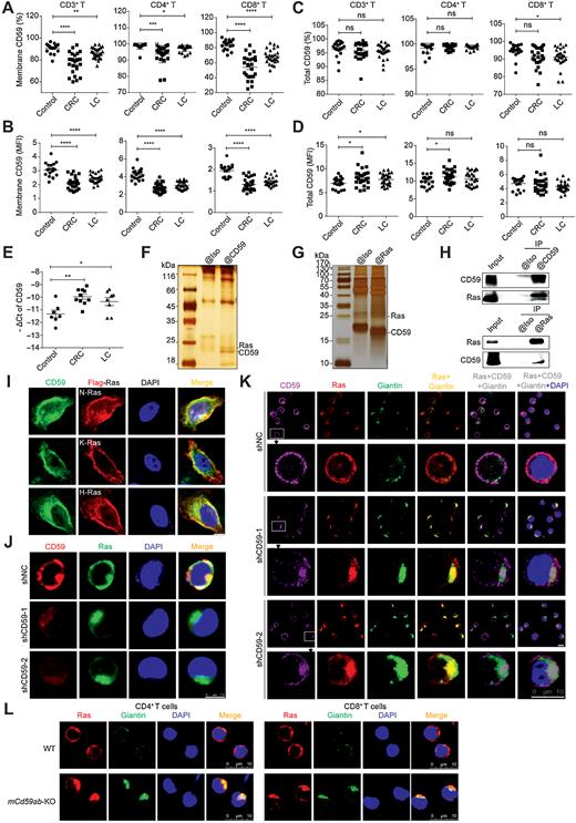 CD59-Regulated Ras Compartmentalization Orchestrates Antitumor T-cell ...