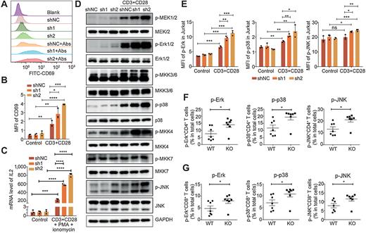 CD59-Regulated Ras Compartmentalization Orchestrates Antitumor T-cell ...
