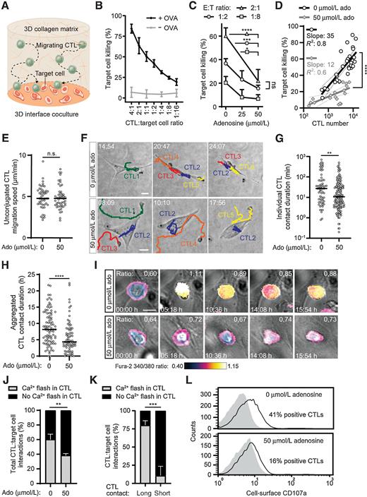 Adenosine A2a Receptor Antagonism Restores Additive Cytotoxicity by ...