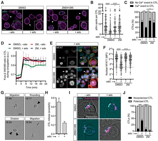 Adenosine A2a Receptor Antagonism Restores Additive Cytotoxicity by ...