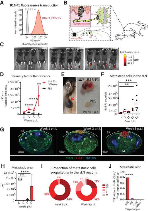 Subcapsular Sinus Macrophages Promote Melanoma Metastasis to the ...