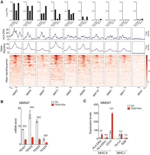Hippo Signaling Pathway Regulates Cancer Cell–Intrinsic MHC-II ...