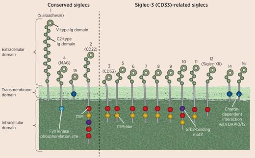 Targeting the Siglec–Sialic Acid Immune Axis in Cancer: Current and ...