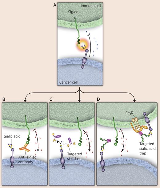 Targeting the Siglec–Sialic Acid Immune Axis in Cancer: Current and ...