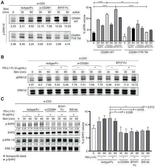Immunomodulation of T- and NK-cell Responses by a Bispecific Antibody ...