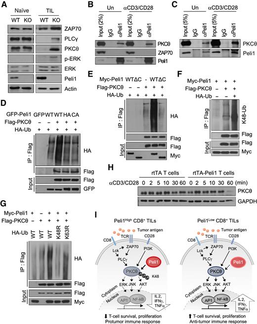 The Pellino1–PKCθ Signaling Axis Is an Essential Target for Improving ...
