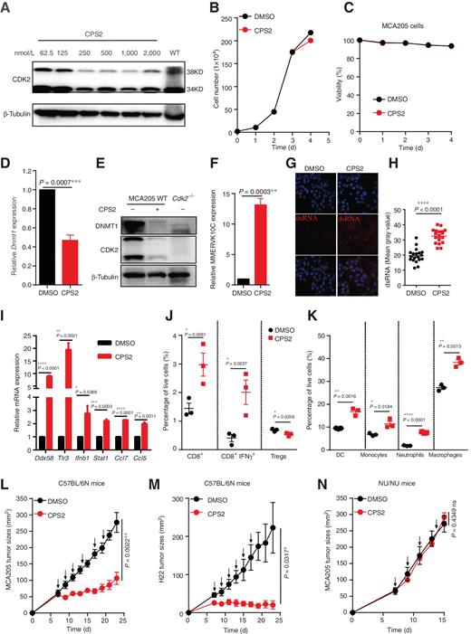 CDK2 Inhibition Enhances Antitumor Immunity by Increasing IFN Response ...