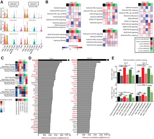BHLHE40 Regulates the T-Cell Effector Function Required for Tumor ...