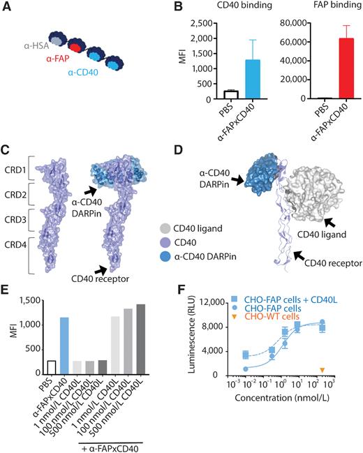A Multispecific Anti-CD40 DARPin Construct Induces Tumor-Selective CD40 ...