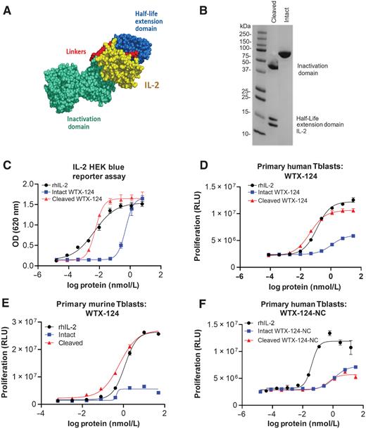 Discovery of a Conditionally Activated IL-2 that Promotes Antitumor ...