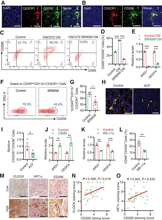 Circadian Regulator CLOCK Drives Immunosuppression in Glioblastoma ...