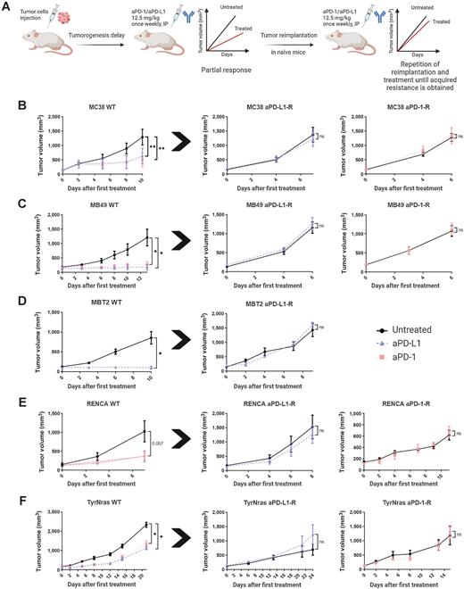 In Vivo Syngeneic Tumor Models with Acquired Resistance to Anti–PD-1/PD ...