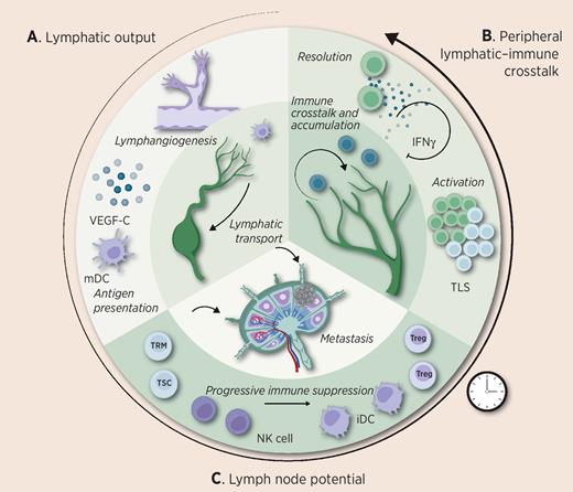 Immune Potential Untapped: Leveraging the Lymphatic System for Cancer ...