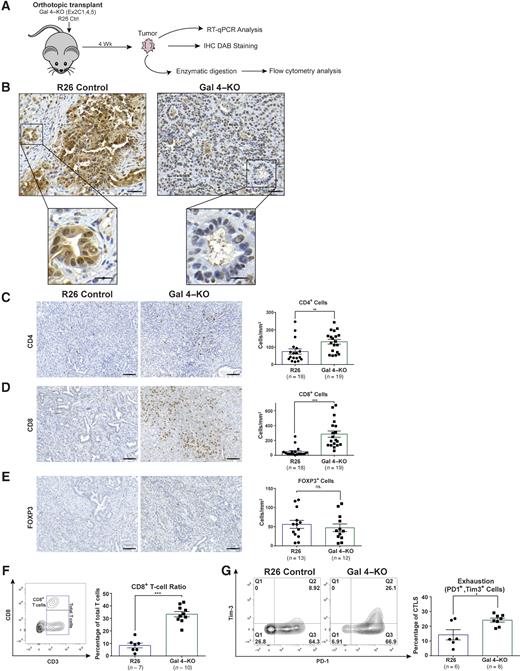 Extracellular Galectin 4 Drives Immune Evasion and Promotes T-cell ...