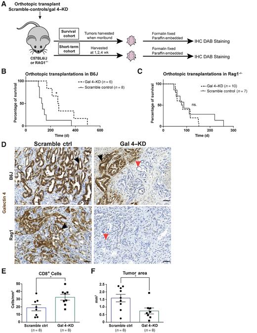 Extracellular Galectin 4 Drives Immune Evasion and Promotes T-cell ...