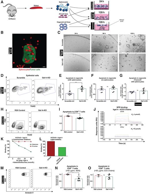 Extracellular Galectin 4 Drives Immune Evasion and Promotes T-cell ...