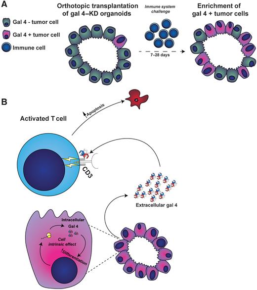 Extracellular Galectin 4 Drives Immune Evasion and Promotes T-cell ...