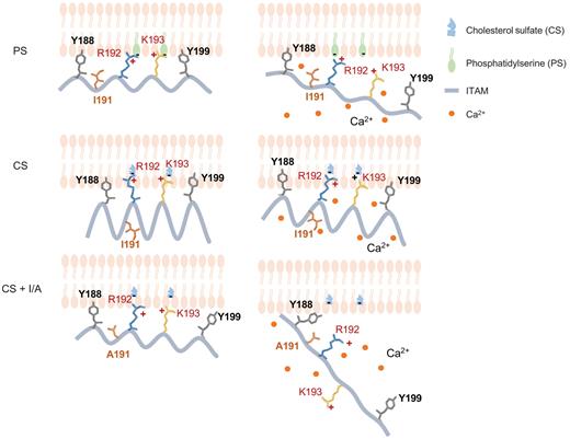 Enhancing the Antitumor Immunity of T Cells by Engineering the Lipid ...