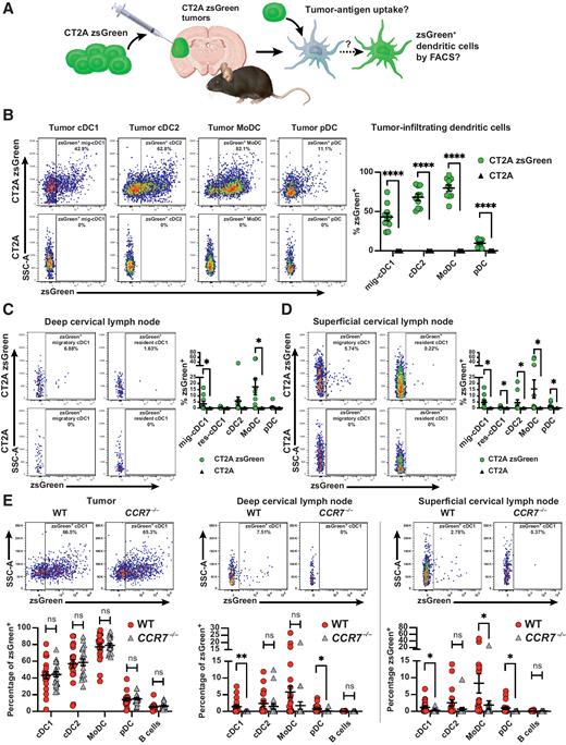 The Conventional Dendritic Cell 1 Subset Primes CD8+ T Cells and ...