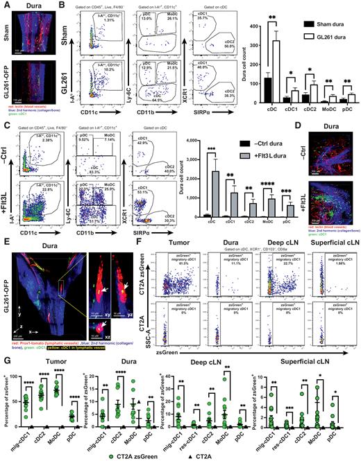 The Conventional Dendritic Cell 1 Subset Primes CD8+ T Cells and ...