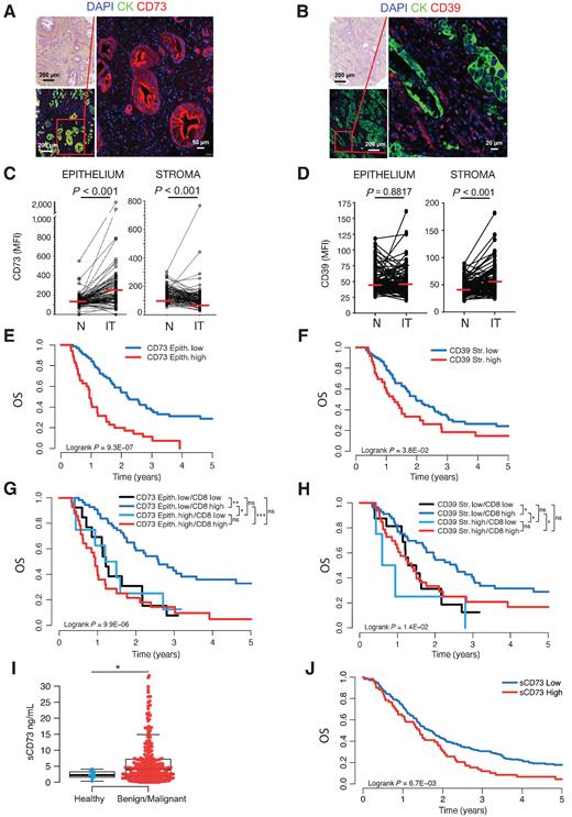 CD73 Inhibits cGAS–STING and Cooperates with CD39 to Promote Pancreatic ...