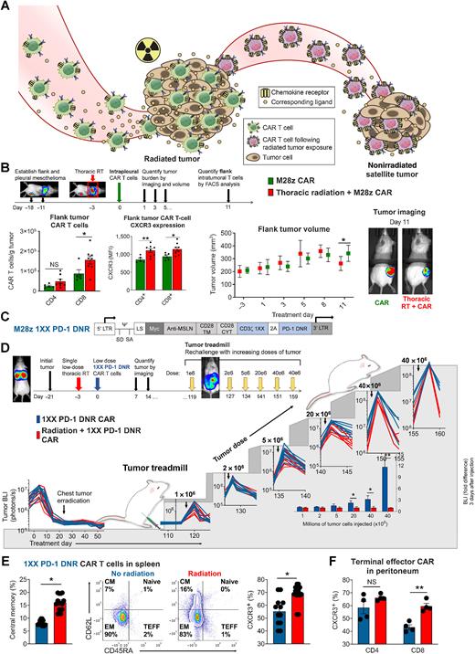 Tumor-Targeted Nonablative Radiation Promotes Solid Tumor CAR T-cell ...