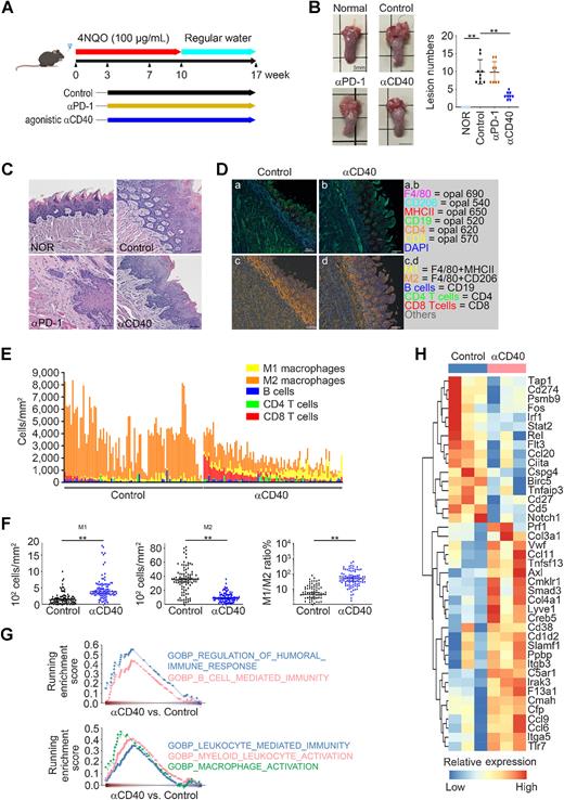 Genomic and Transcriptomic Landscape of an Oral Squamous Cell Carcinoma ...